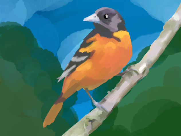 Bird anatomy 4 - ibisPaint