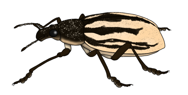 Citrus Root Weevil render - ibisPaint
