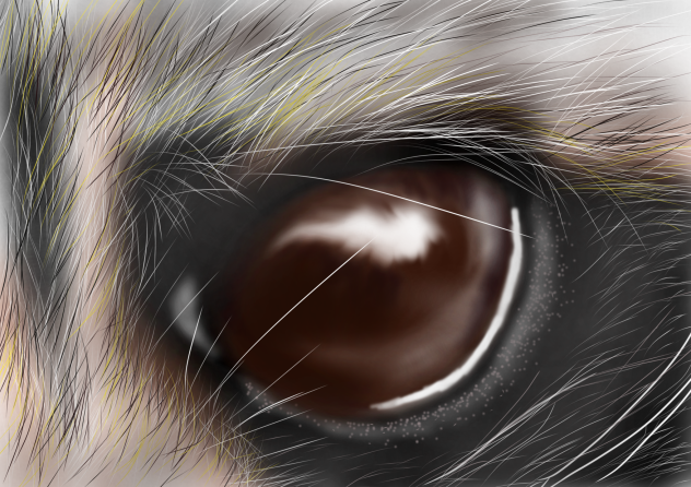 Ojo de mapache - ibisPaint