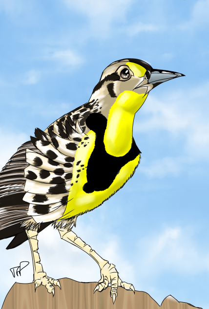 Western Mockingbird - ibisPaint