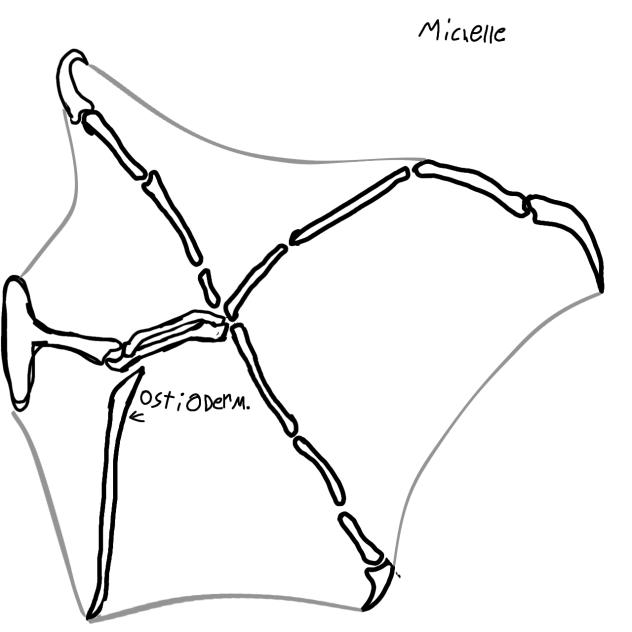 dragon wing bone diagram - ibisPaint