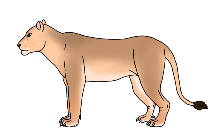 African lioness - ibisPaint