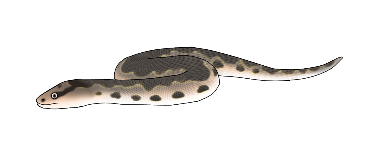 Rough-scaled Sand Boa - ibisPaint