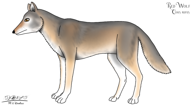 Red Wolf - ibisPaint