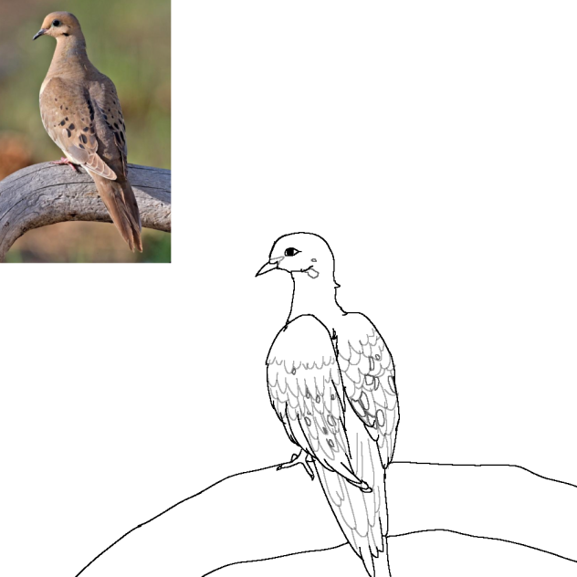 mourning dove 𖥔 ࣪ ᥫ᭡ꗃ⋆࣪. - ibisPaint