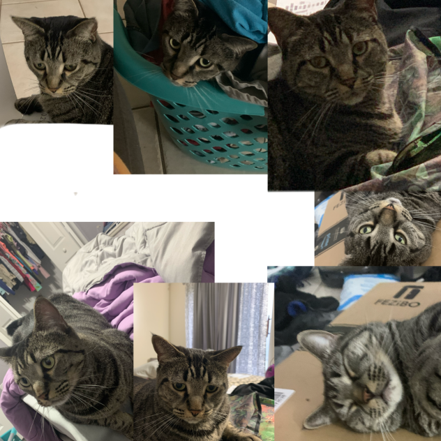 Cat display!! - ibisPaint