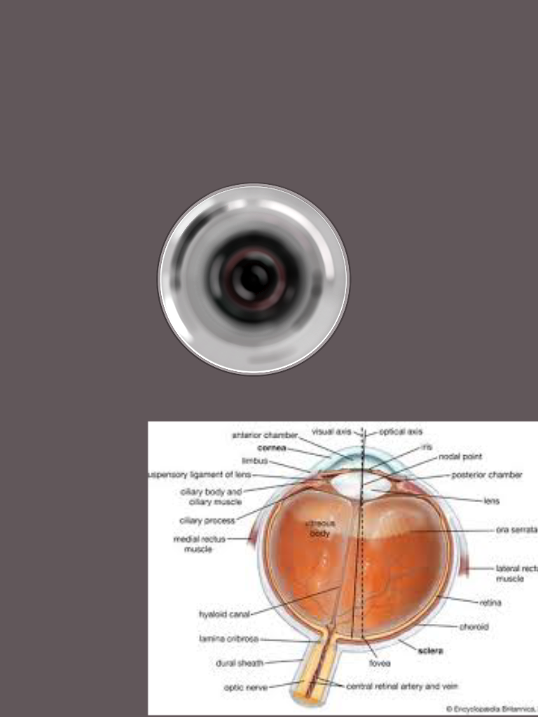 Realistic eyeball attempt - ibisPaint