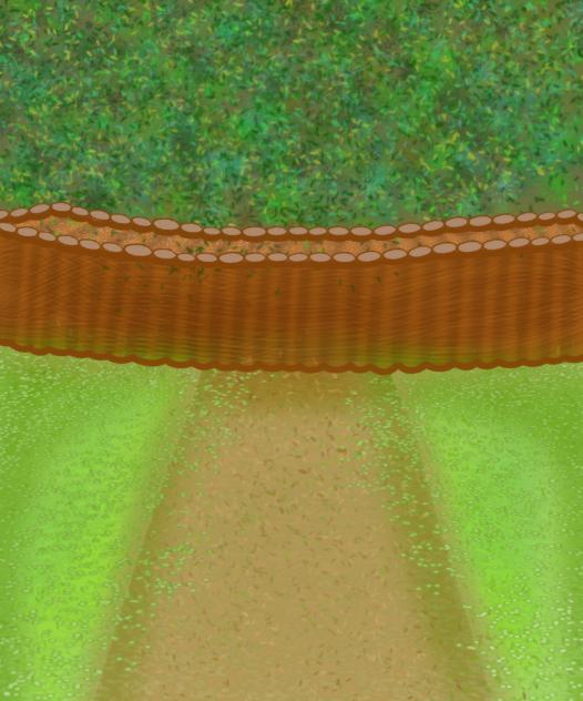 Forest Park Background - ibisPaint