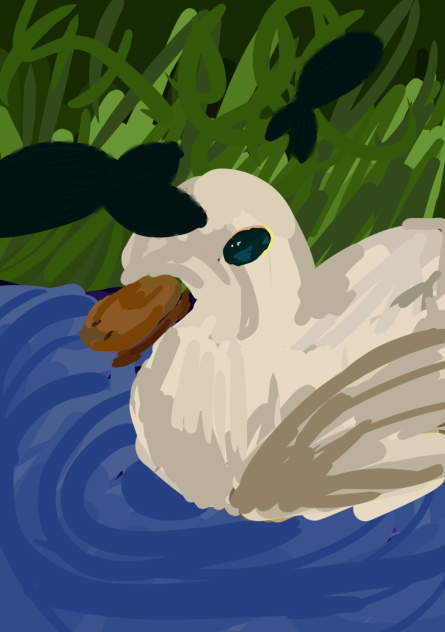 Duck - ibisPaint