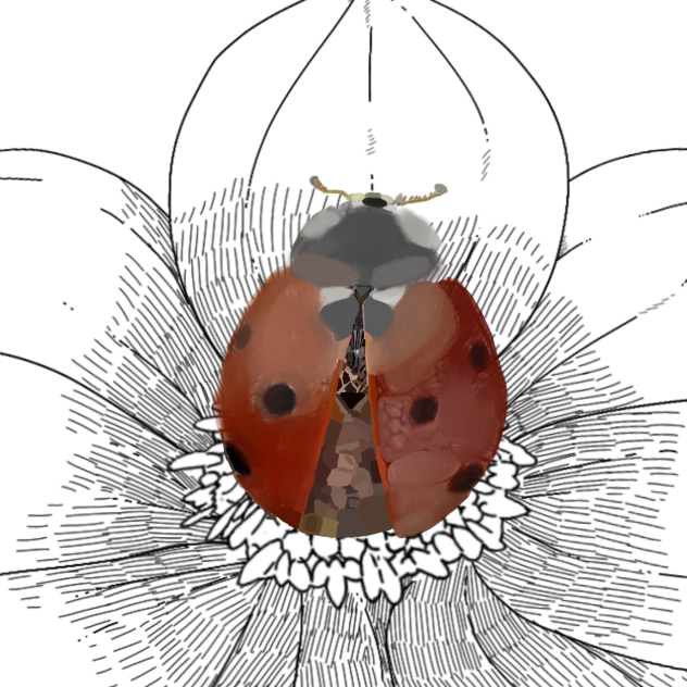 lady bug - ibisPaint