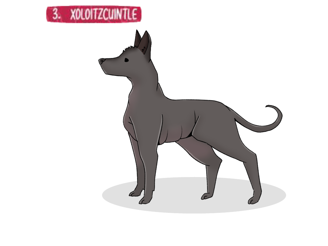 Doggust day 3 -Xoloitzcuintle - ibisPaint