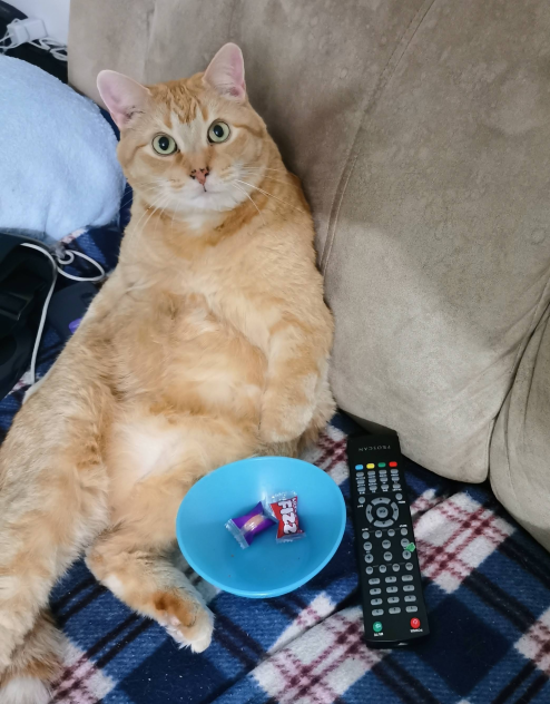 Adonis Cat sitting - ibisPaint