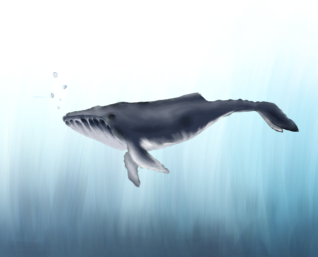Whale🐋🐋 - ibisPaint