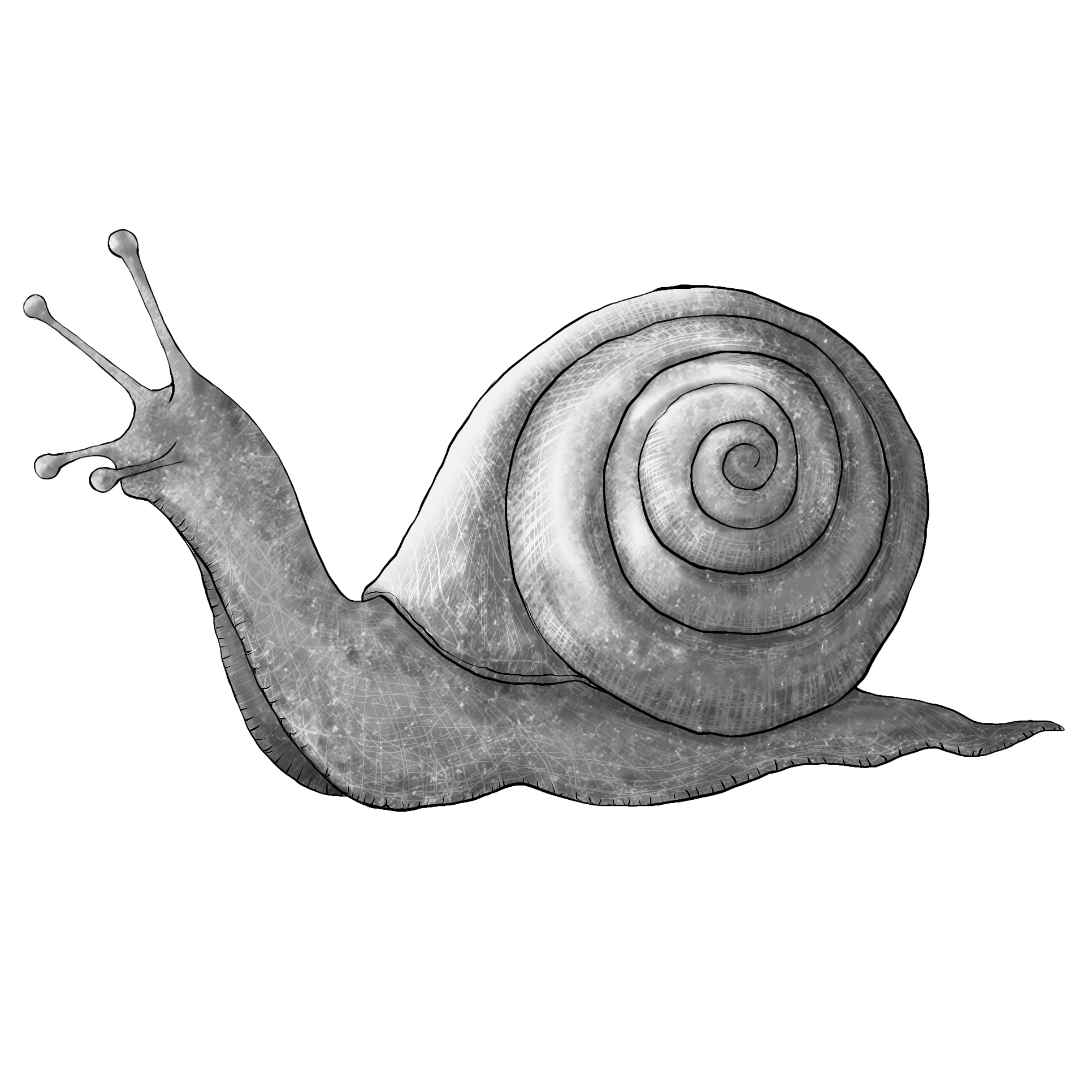 Snail - ibisPaint