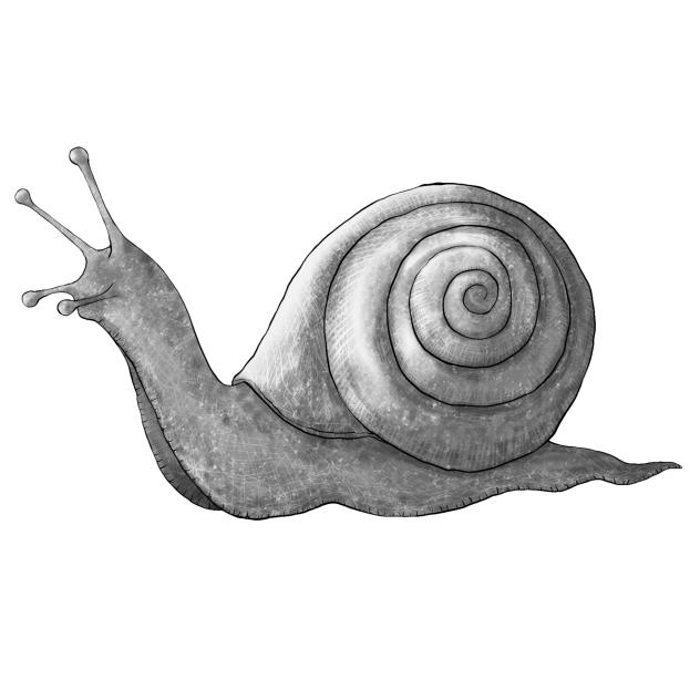 Snail - ibisPaint