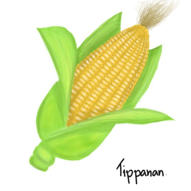 Drawing 🌽corn🌽 - ibisPaint