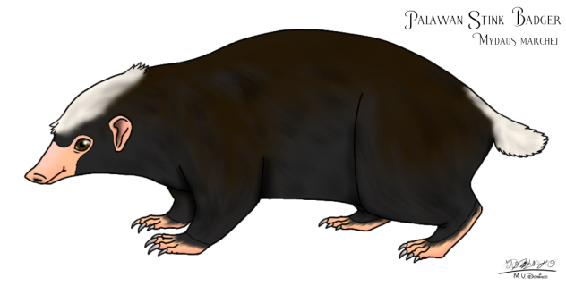 Palawan Stink Badger - ibisPaint