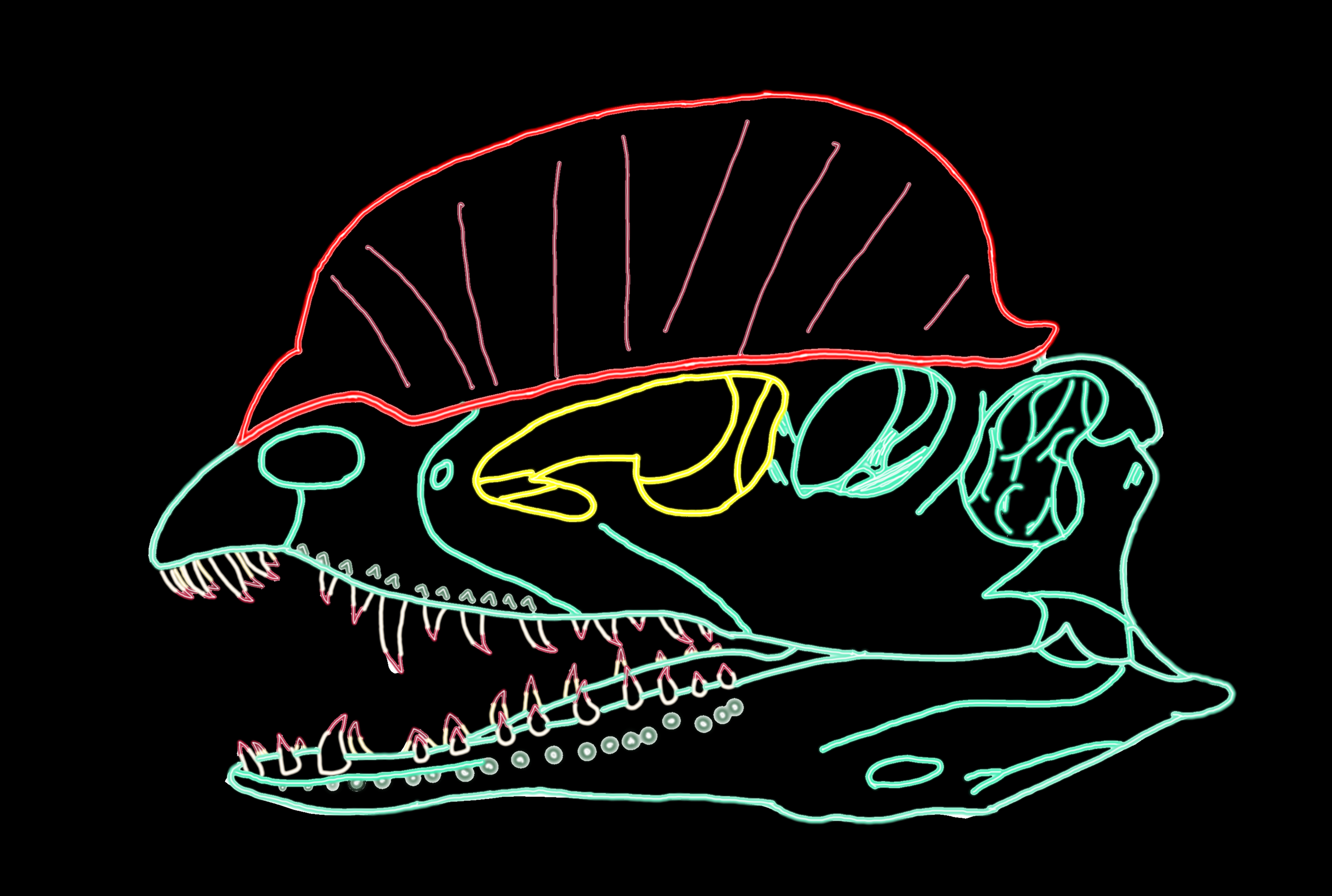Dilophosaurus skull - ibisPaint