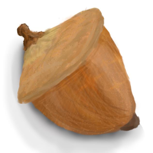 Acorn - ibisPaint