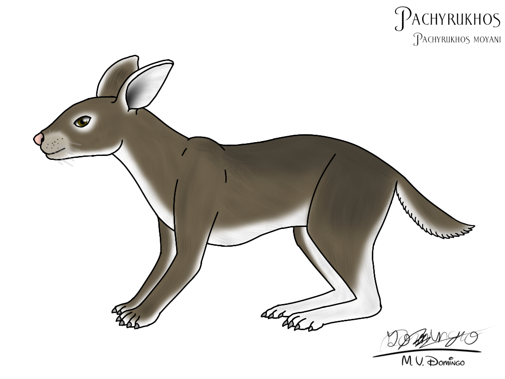 Pachyrukhos moyani - ibisPaint