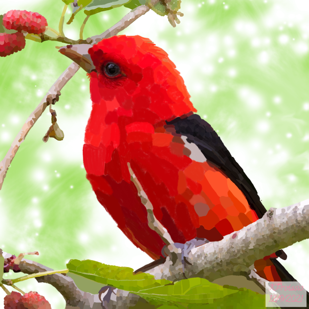 Red Bird - ibisPaint