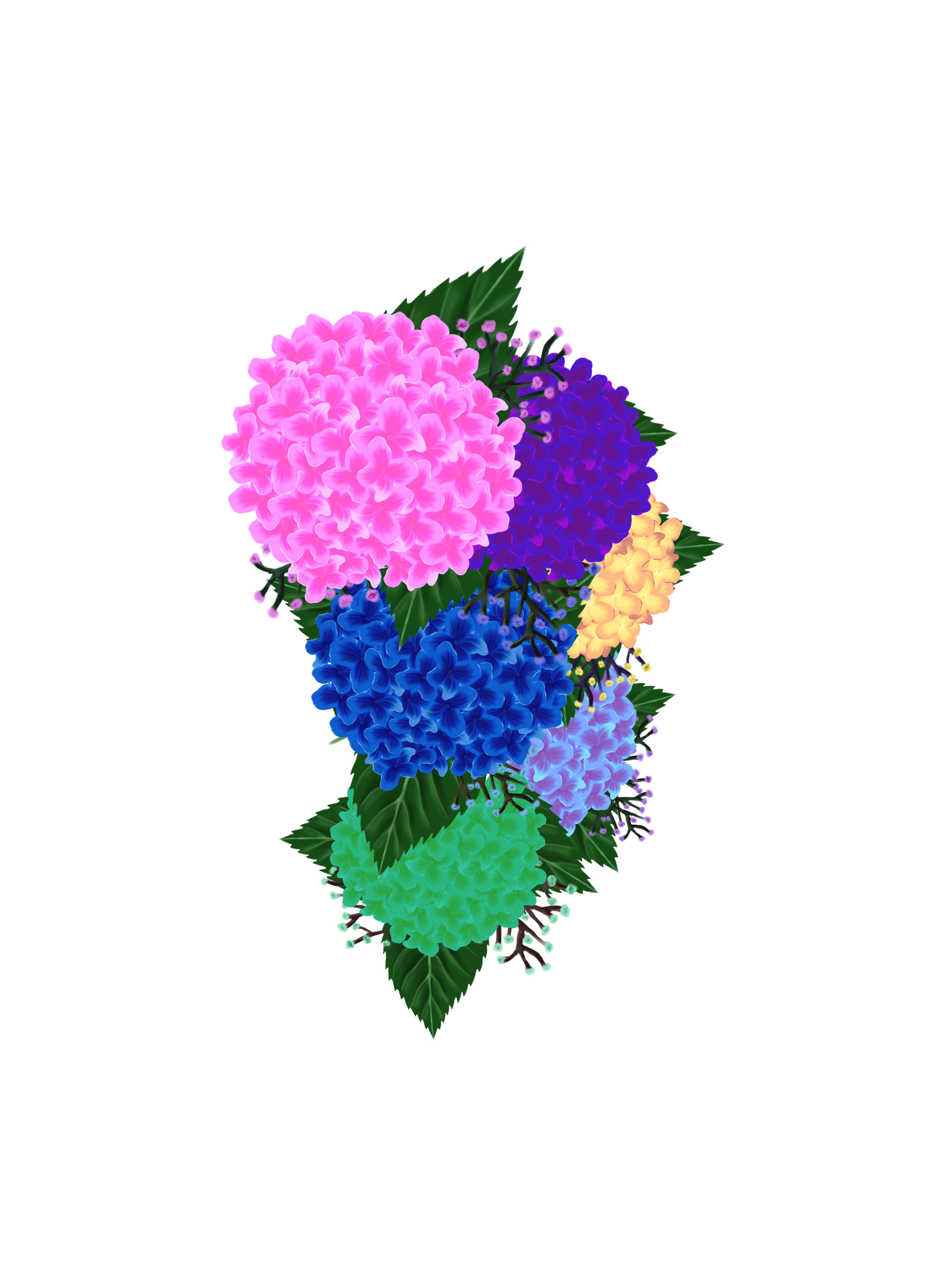 hydrangea - ibisPaint