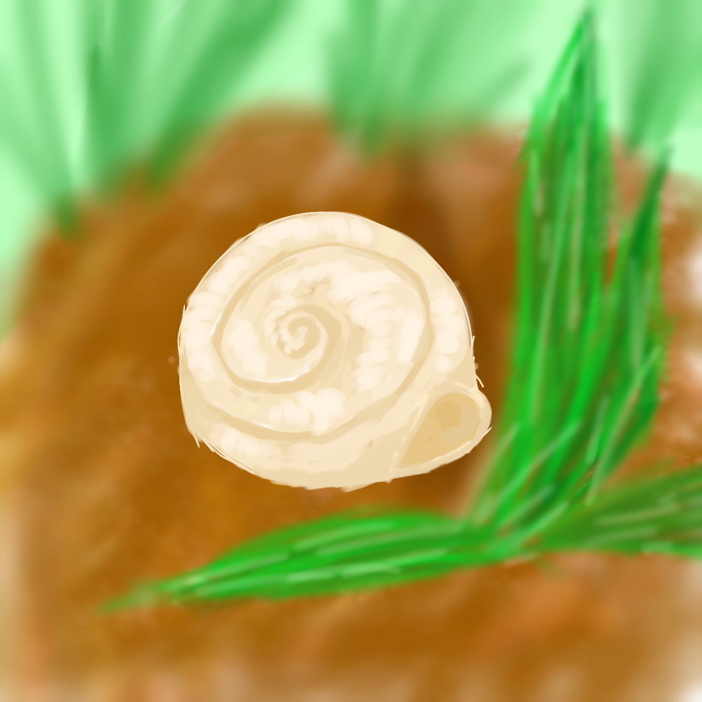 snail shell - ibisPaint