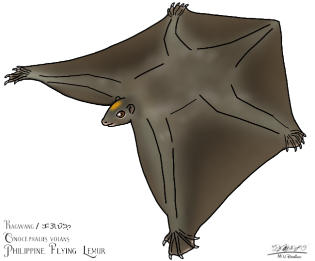 Philippine Flying Lemur - ibisPaint