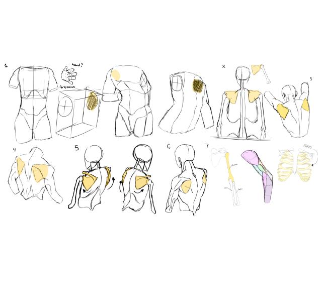 My anatomy practice - ibisPaint