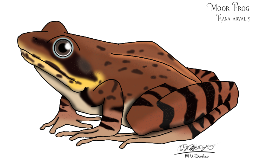 Moor Frog - ibisPaint