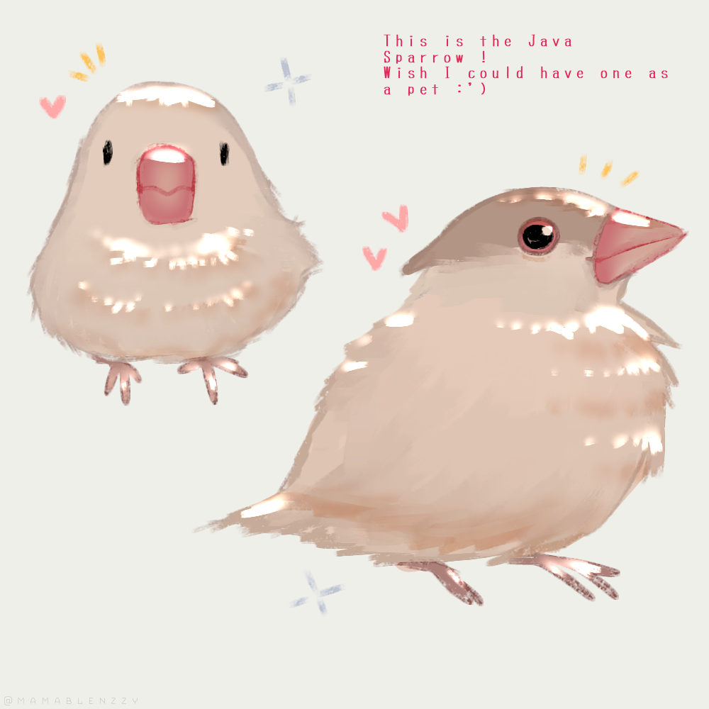Java Sparrow ♡ - ibisPaint