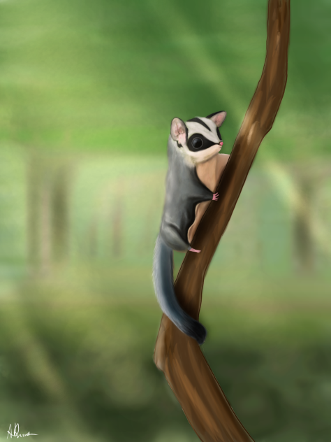 Sugar Glider - ibisPaint