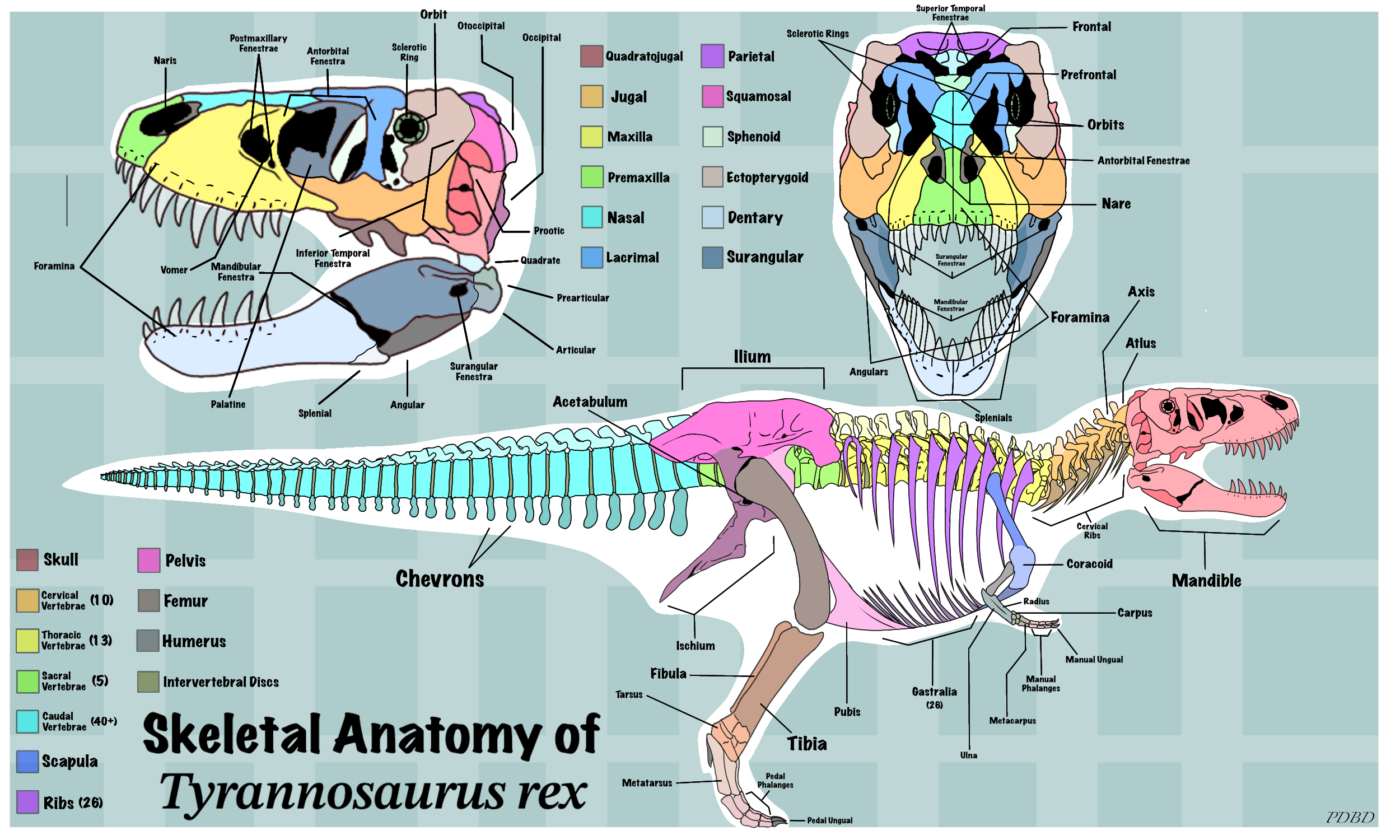 Skeletal Anatomy of Tyrannosaurus rex - ibisPaint