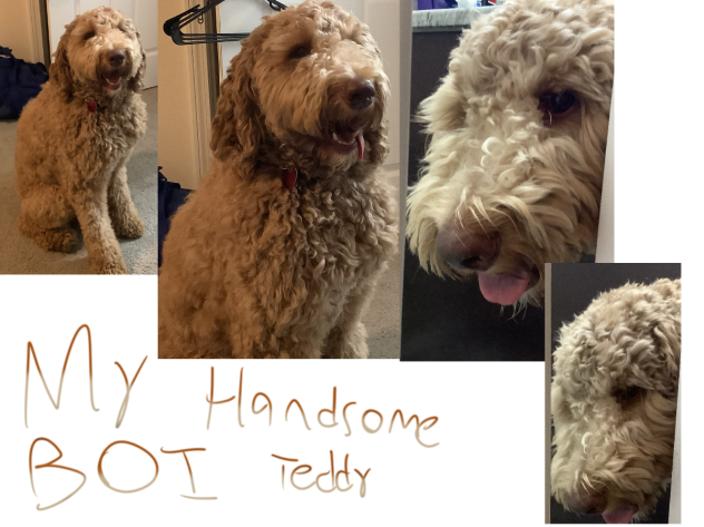 My sweet handsome boi Ted - ibisPaint