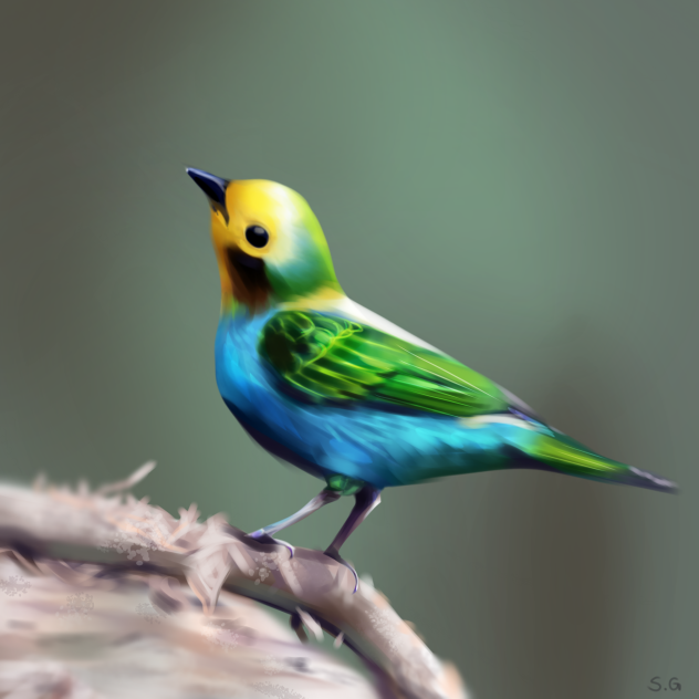 Multicoloured Tanager - ibisPaint