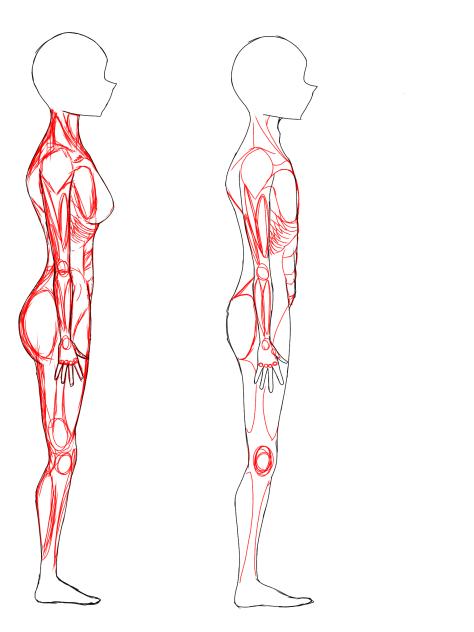 anatomía, perfil - ibisPaint