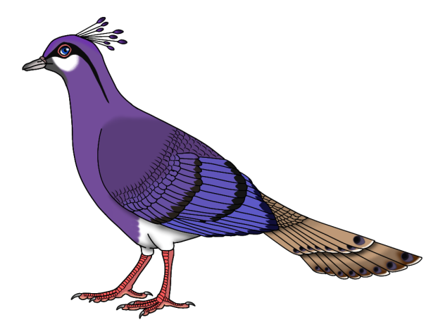 Amethystine Peacock-dove m - ibisPaint