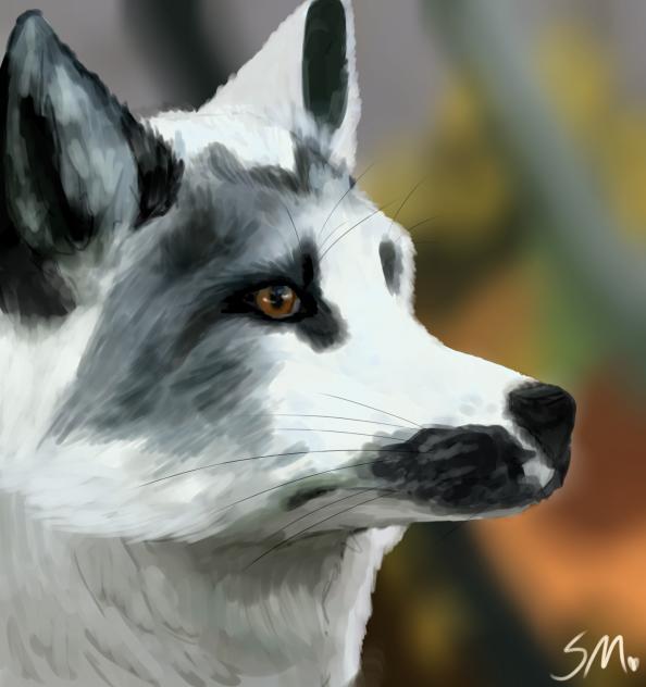 Marbled fox....• - ibisPaint