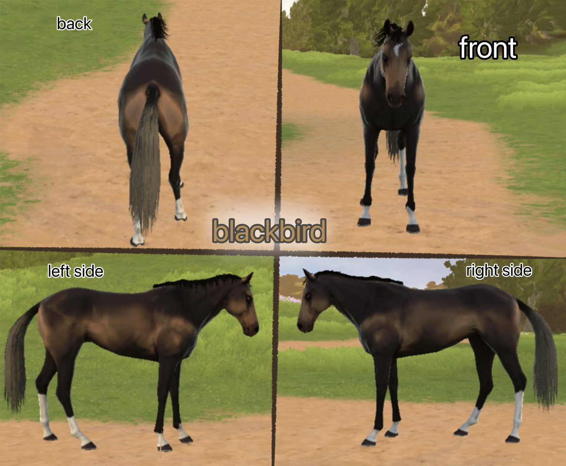 blackbird - ibisPaint