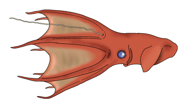 Vampire Squid render - ibisPaint