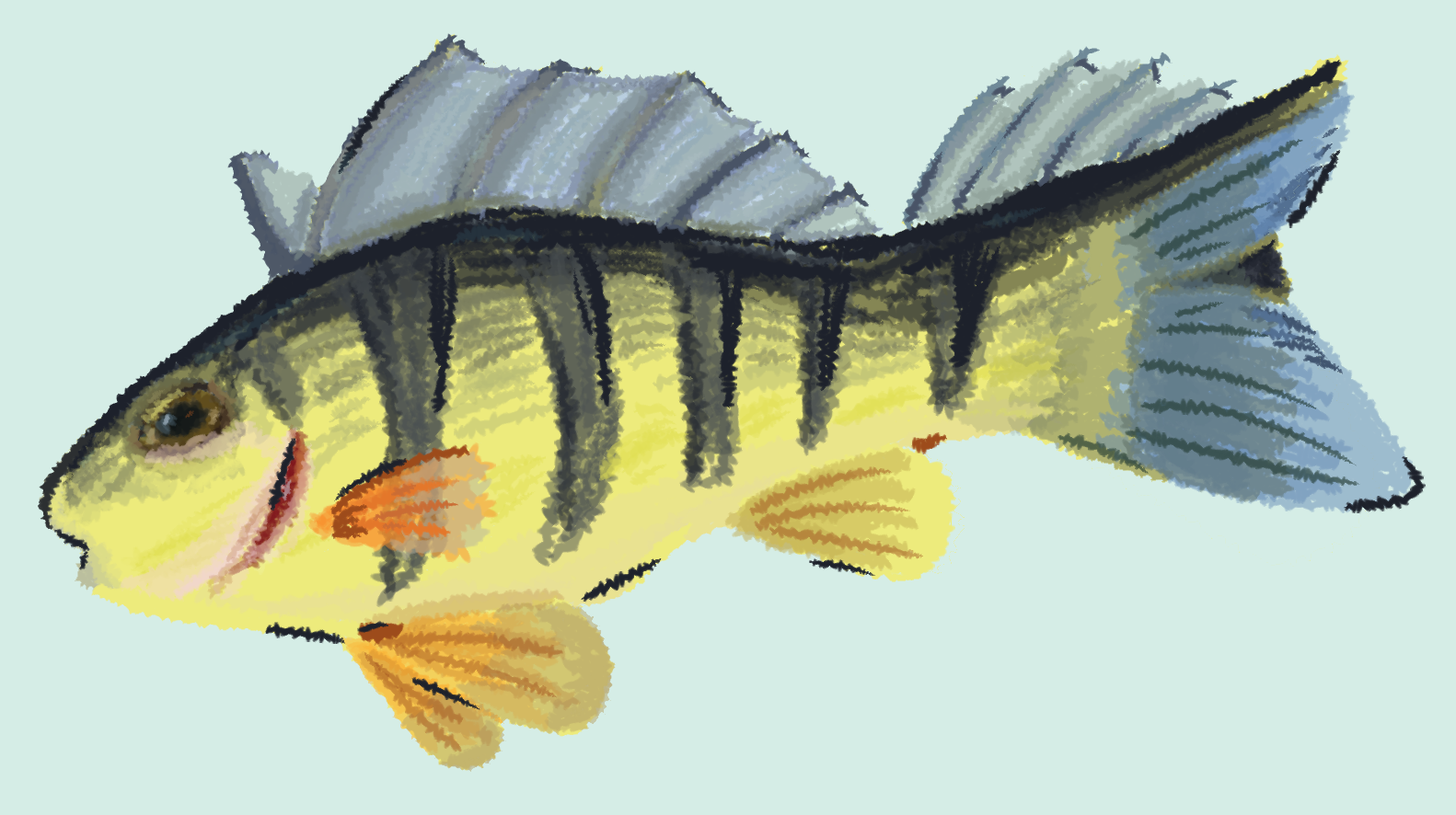 Perch - ibisPaint