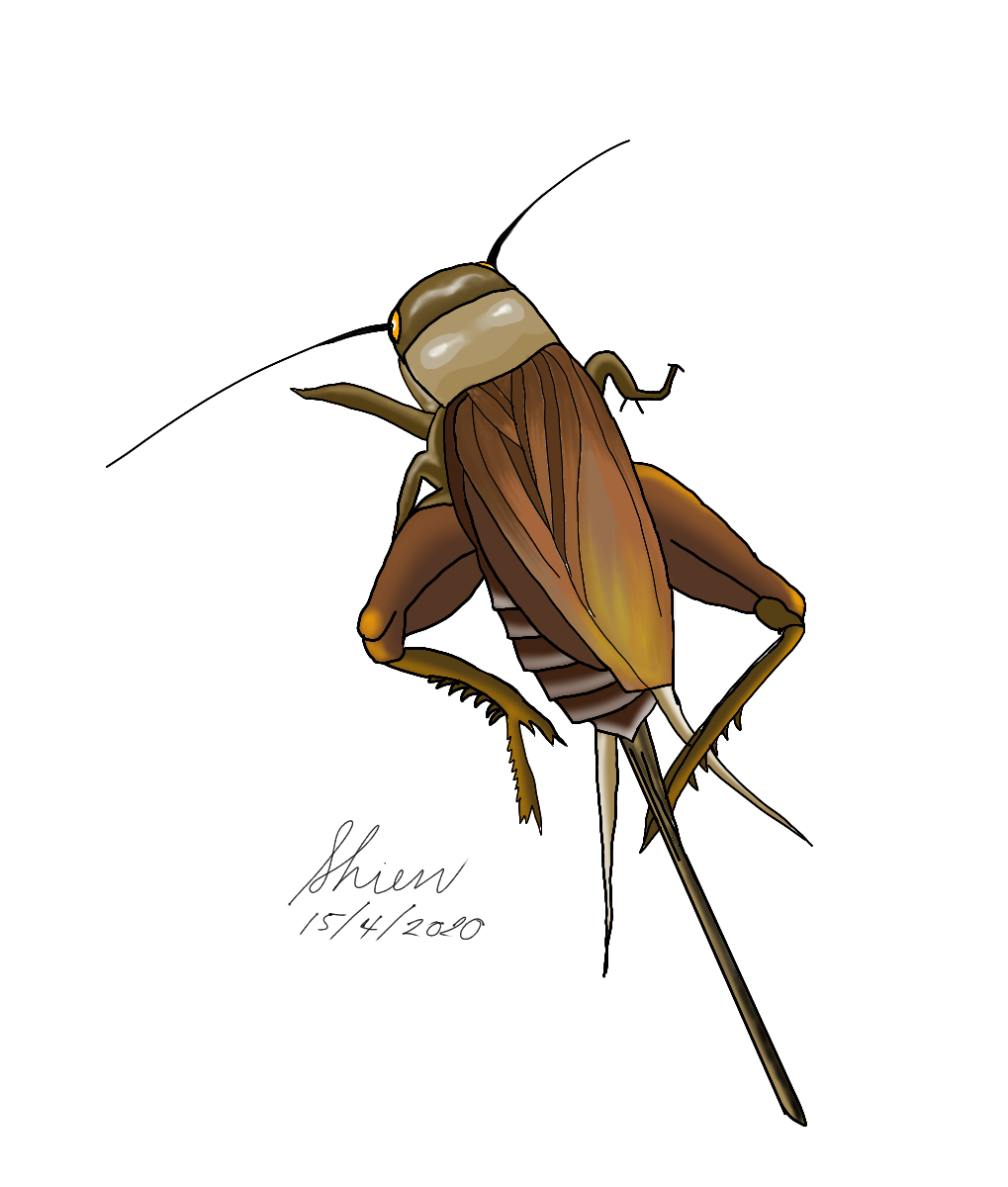 Cricket - ibisPaint