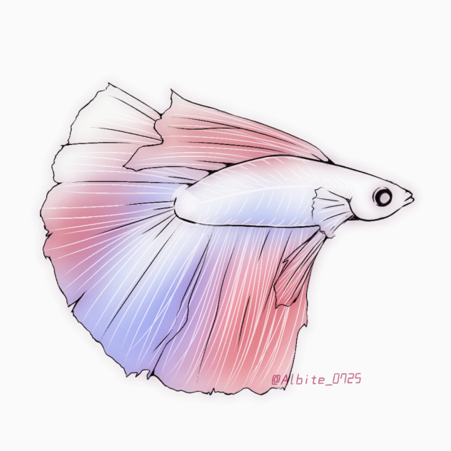 Betta. - ibisPaint