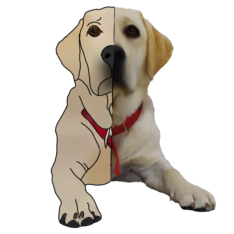Labrador - ibisPaint