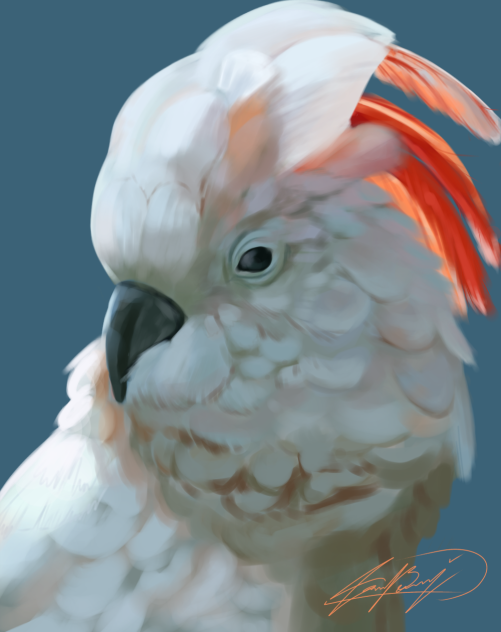 Birb - ibisPaint