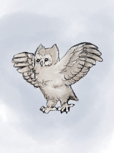 lil owl - ibisPaint