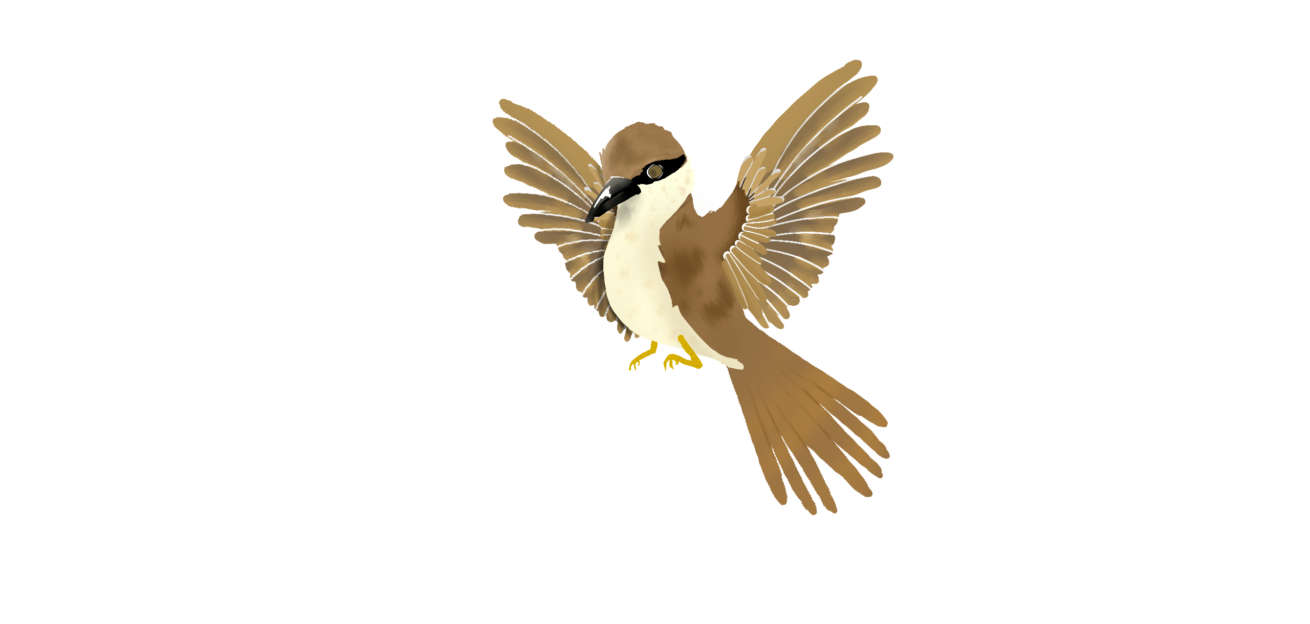 sparrow - ibisPaint