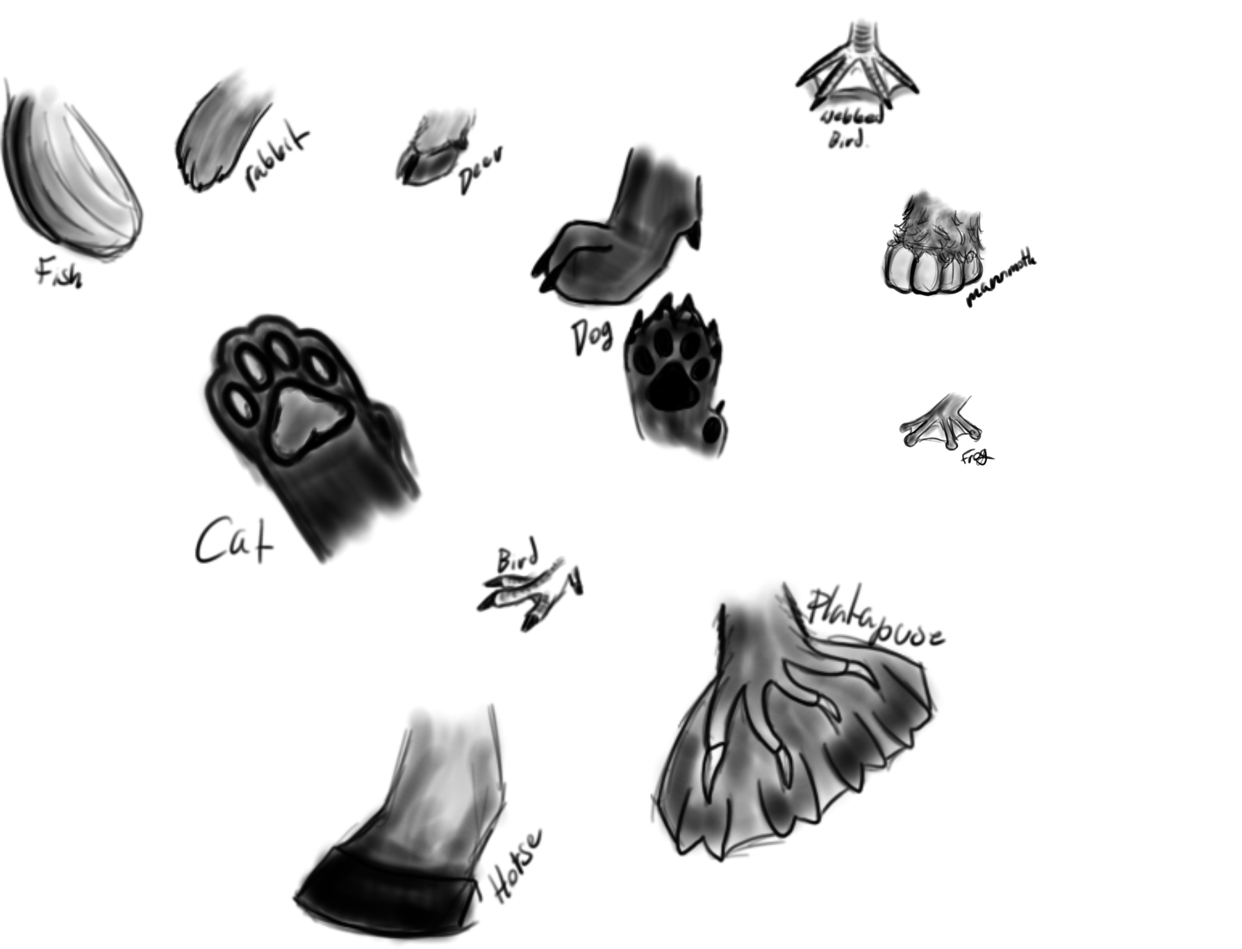 Animal feet - ibisPaint