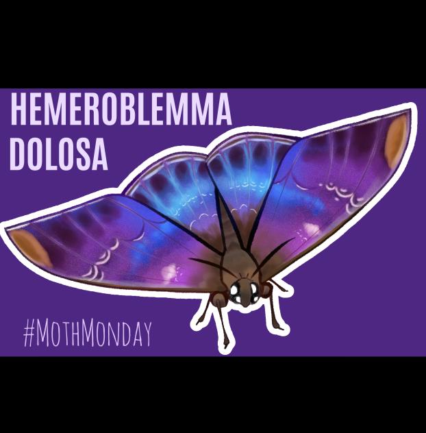 Moth Monday #14 - ibisPaint