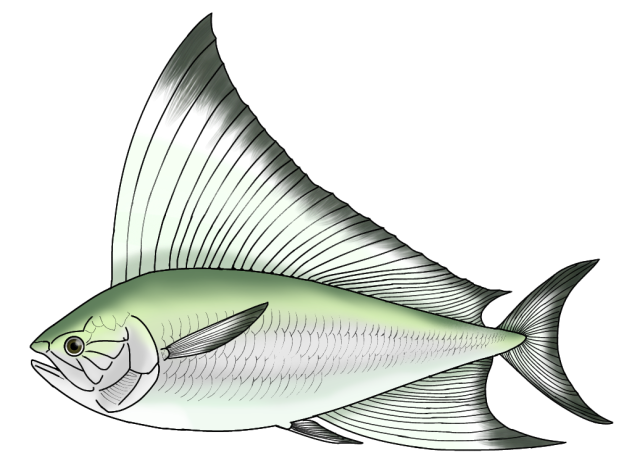 Bananogmius auratus render - ibisPaint